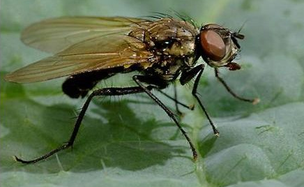 RAPIȚA – MUSCA VERZEI ESTE PREZENTĂ ȘI ÎN 2023 - Agrigrow