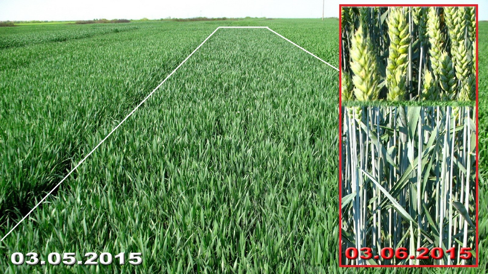 OBICEIURI ŞI DEPRINDERI ÎN AGRICULTURA